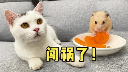 小猫咪闯祸了,害怕主人不要它,小仓鼠让猫咪这样讨好主人,搞笑