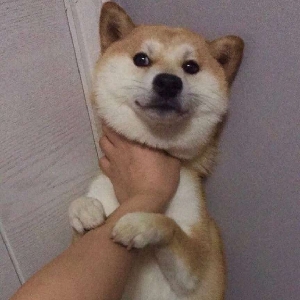 羡巡 
