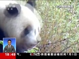 [共同关注]九寨沟震后再次拍到野生大熊猫 野生大熊猫“碰瓷”红外相机