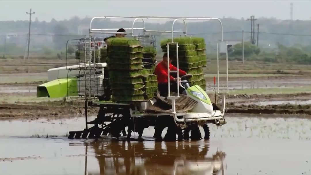 水稻有序抛秧,集中育秧25亩,播种800亩,无返青期,厉害了!