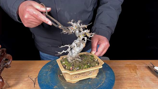 榆树盆景如何管理?如何养护?榆树盆景如何修剪?如何制作?
