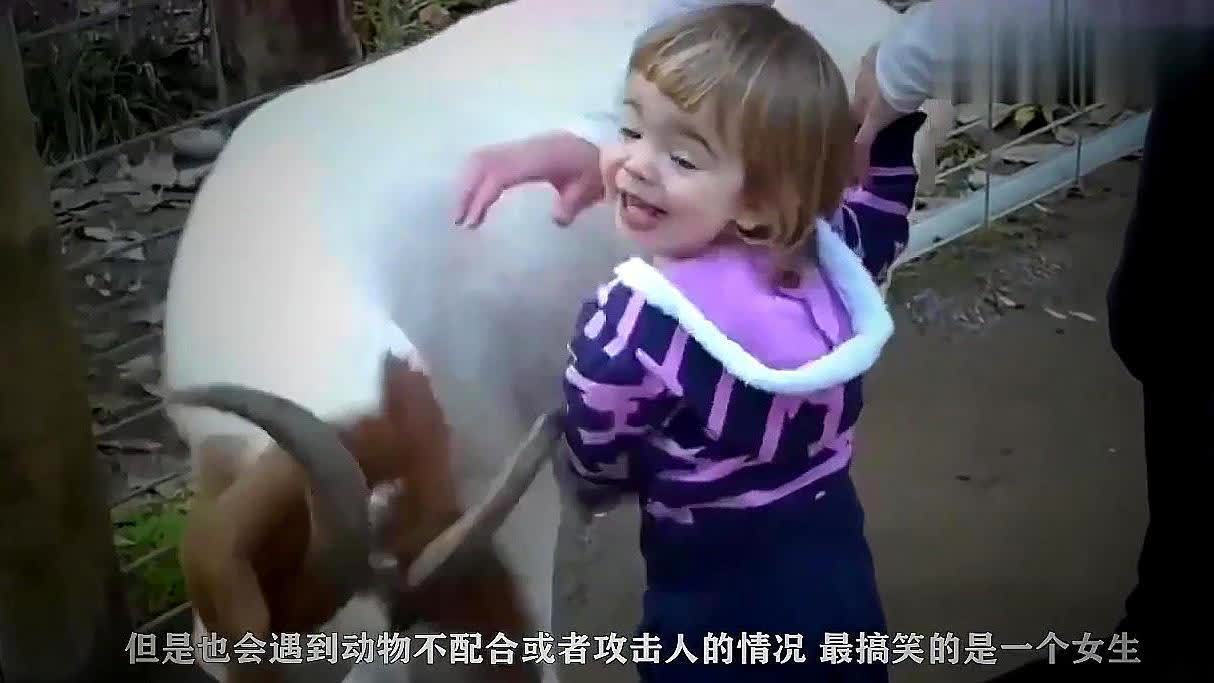 美女强行与骆驼拍照,下一秒骆驼发怒,美女真是太惨了!