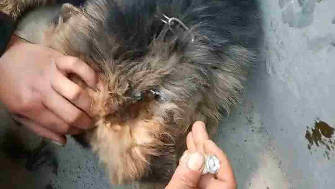 牧羊犬挑衅大狗被咬,伤口比想象中严重,这次长记性了