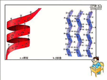 高中生物必修1:20种氨基酸如何构成千姿百态的蛋白质