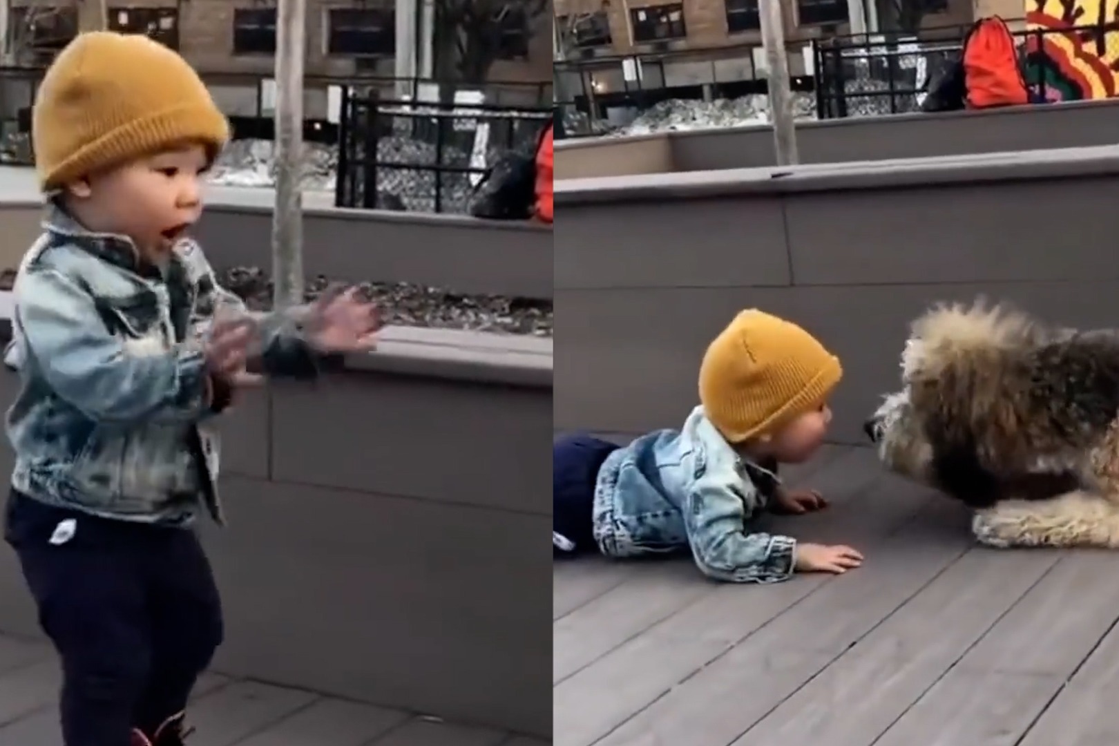 14个月萌娃第一次见会动的狗狗,激动得直跺脚,画面萌化众人