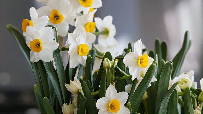 轻松培育水仙花:养殖方法及注意事项解析