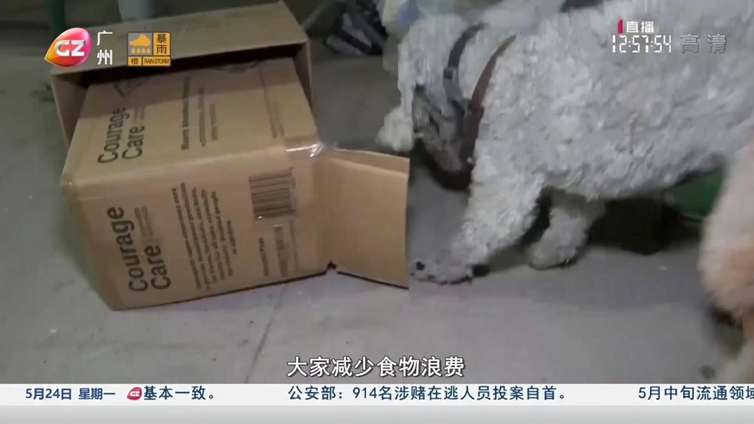 鼠患猖獗 纽约志愿者携犬猎鼠