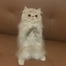 藏经阁里藏精哥 