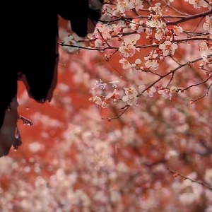 幸运复制你一半a 