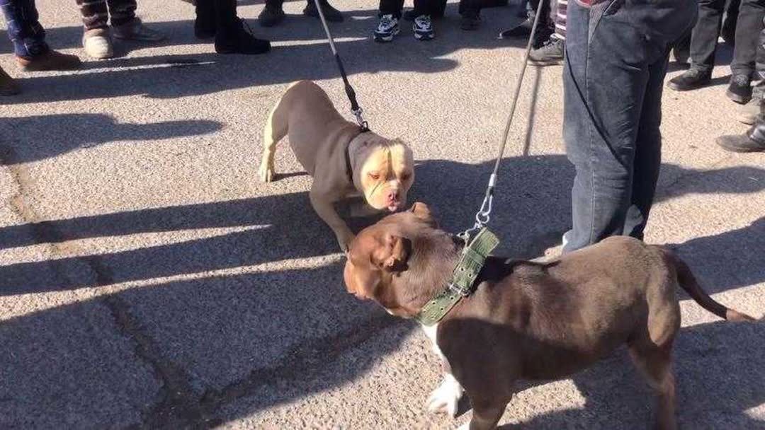 "猛犬杀手????"比特战斗比藏獒都强悍,根本不把斗牛犬放在眼里