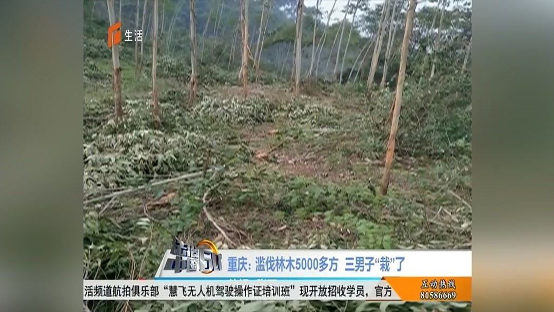 重庆:滥伐林木5000多方 三男子“栽”了