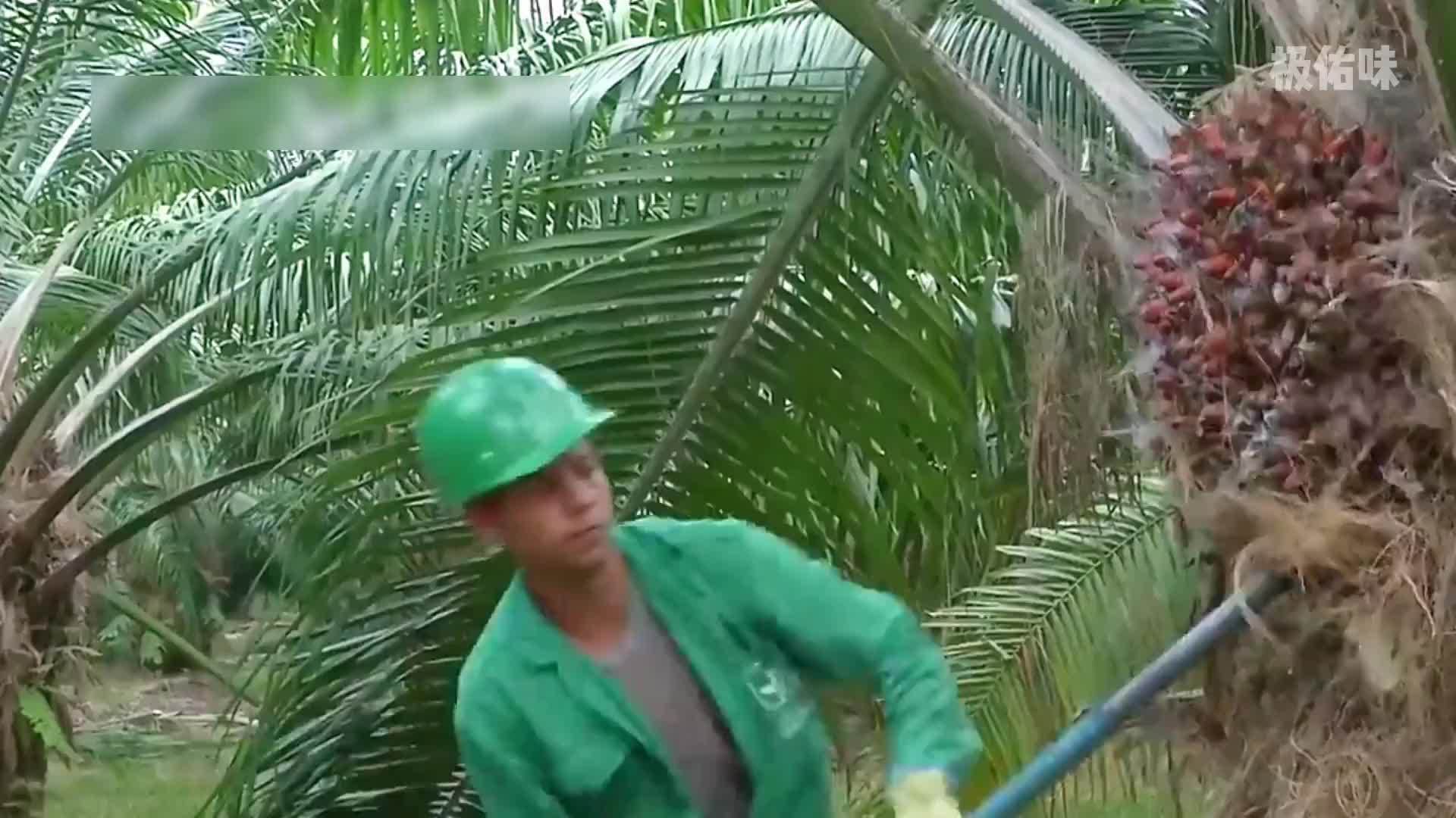 你知道”棕榈油“是怎么制作出来的吗?
