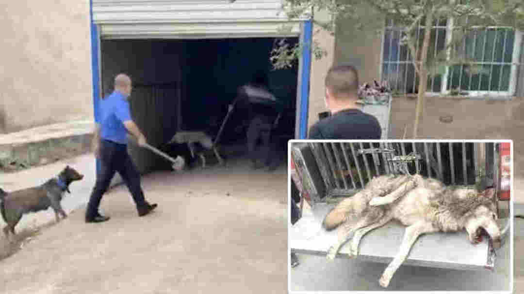 现场画面!鄂州出逃动物遭猎犬围捕毙命,是狼是狗还需鉴定