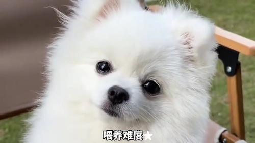 宠物解说:推荐几种受欢迎的狗,你喜欢那只?