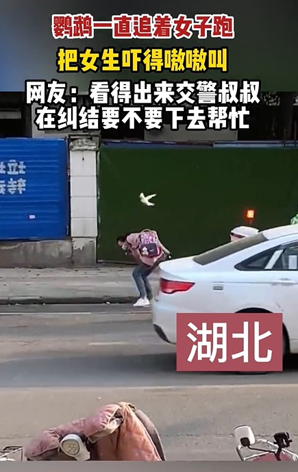 女子一直被鹦鹉追着咬,女生吓得嗷嗷叫,交警叔叔一旁手足无措