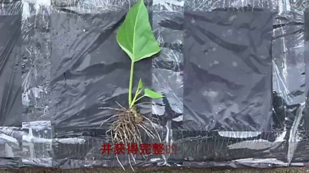 东兰苗木基地宣传片