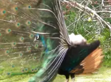 最美丽的孔雀舞