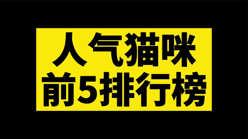 人气猫咪前5排行榜,你家猫主子上榜了没?