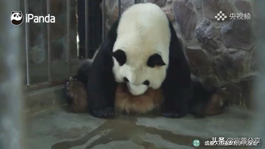 刚出生的大熊猫宝宝原来长这样!