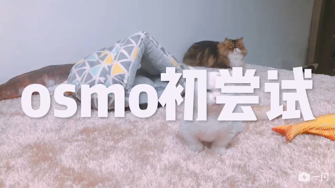 osmo太好用了!拍猫太稳了