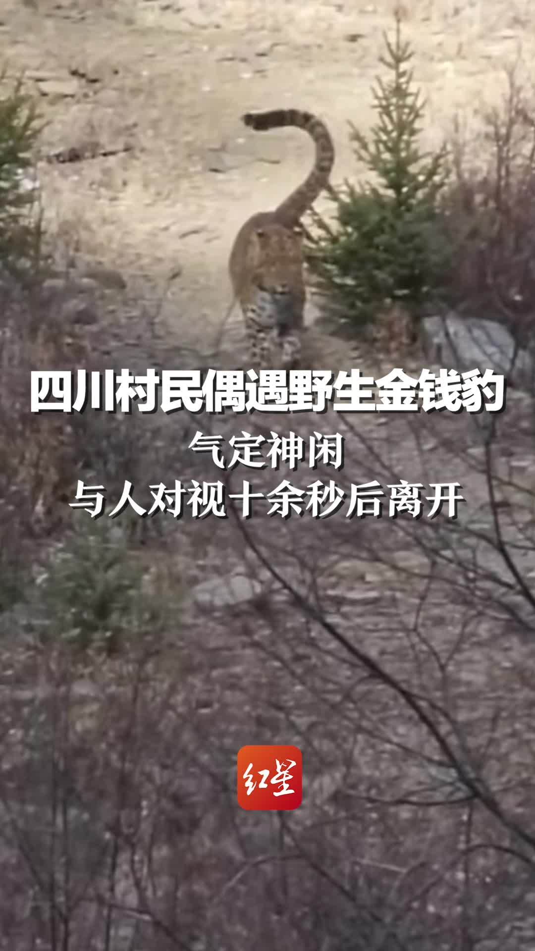 四川村民偶遇野生金钱豹:气定神闲,与人对视十余秒