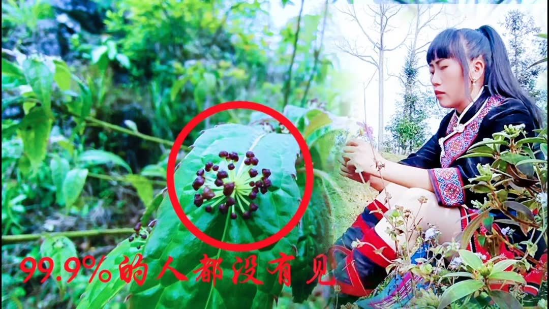 太奇特了,花居然开在叶子上,有很好的药用价值,你们见过吗?