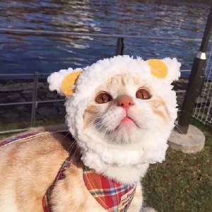 小小大头虾 