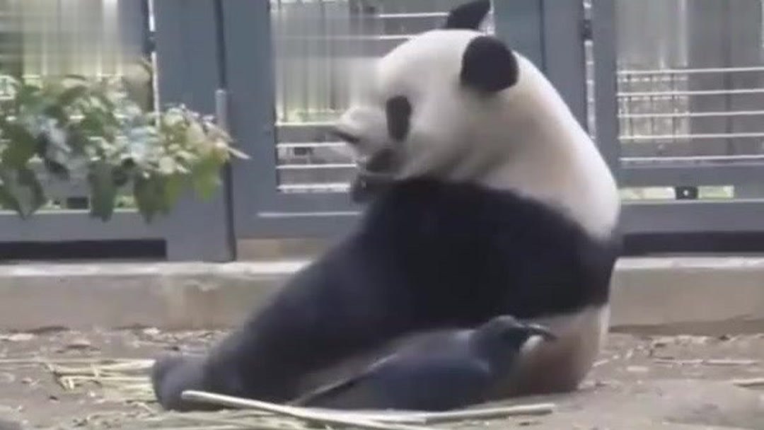 国宝都不放过? 竟敢在大熊猫屁股上拔毛!