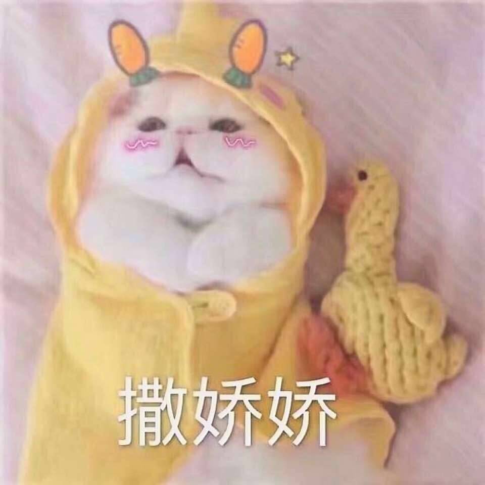 奋斗的小小仙女 