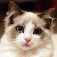 一条爱吃鱼的猫 