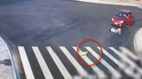 这只小狗看到有人不遵守交通规则出事故, 自己乖乖走人行横道, 这算是...