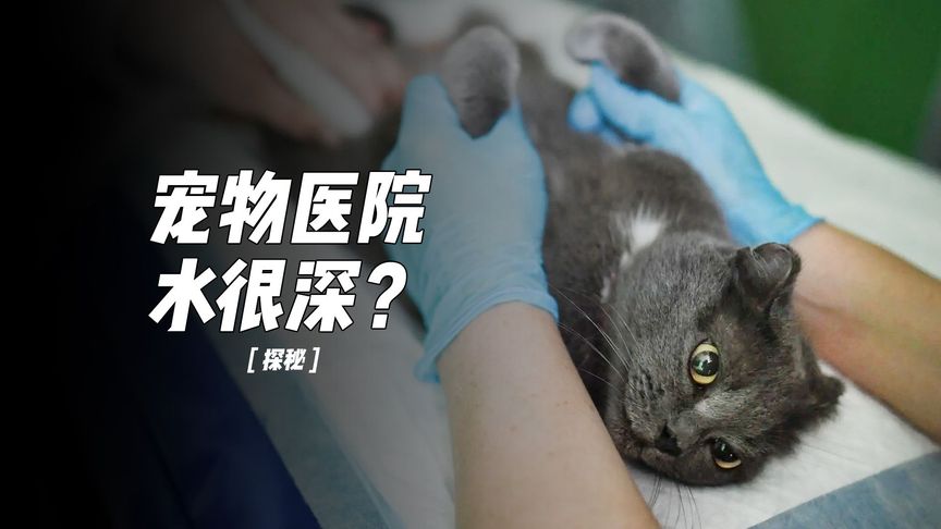 盘点宠物医院埋下的坑 踩了你都不知道