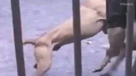 藏獒VS比特斗狗视频, 精彩刺激! 但是最后是“它”赢啦!