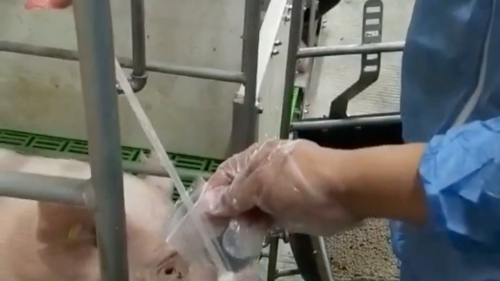 猪场采样-分样-消毒