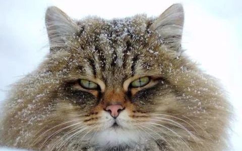 【每日一囧】天冷了围巾的“正确用法”,这操作有毒!