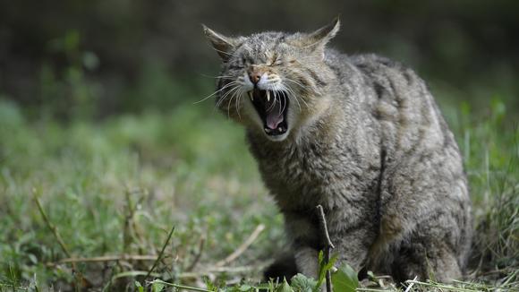 狂犬病100%导致死亡!那么宝宝被猫狗抓咬伤后怎么处理才安全