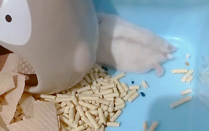 【仓鼠】默声鼠片-仓鼠观察日记5