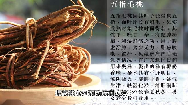 五指毛桃的功效与禁忌