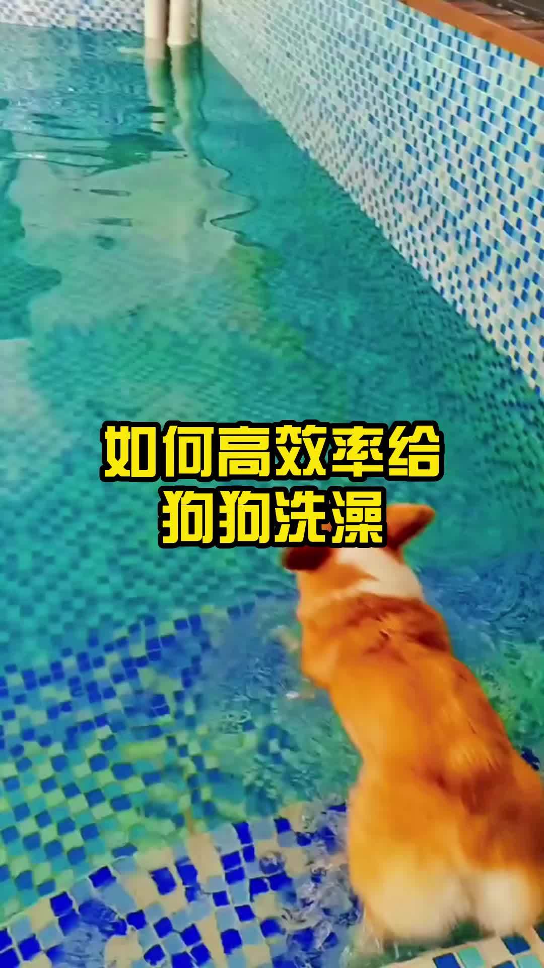 如何高效率给狗狗洗澡狗狗萌宠好物in萌宠计划科学养宠攻略