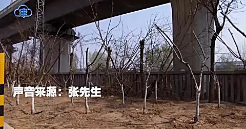 【津云微视】高铁旁高大树木为啥砍伐?有答复:为了高铁安全
