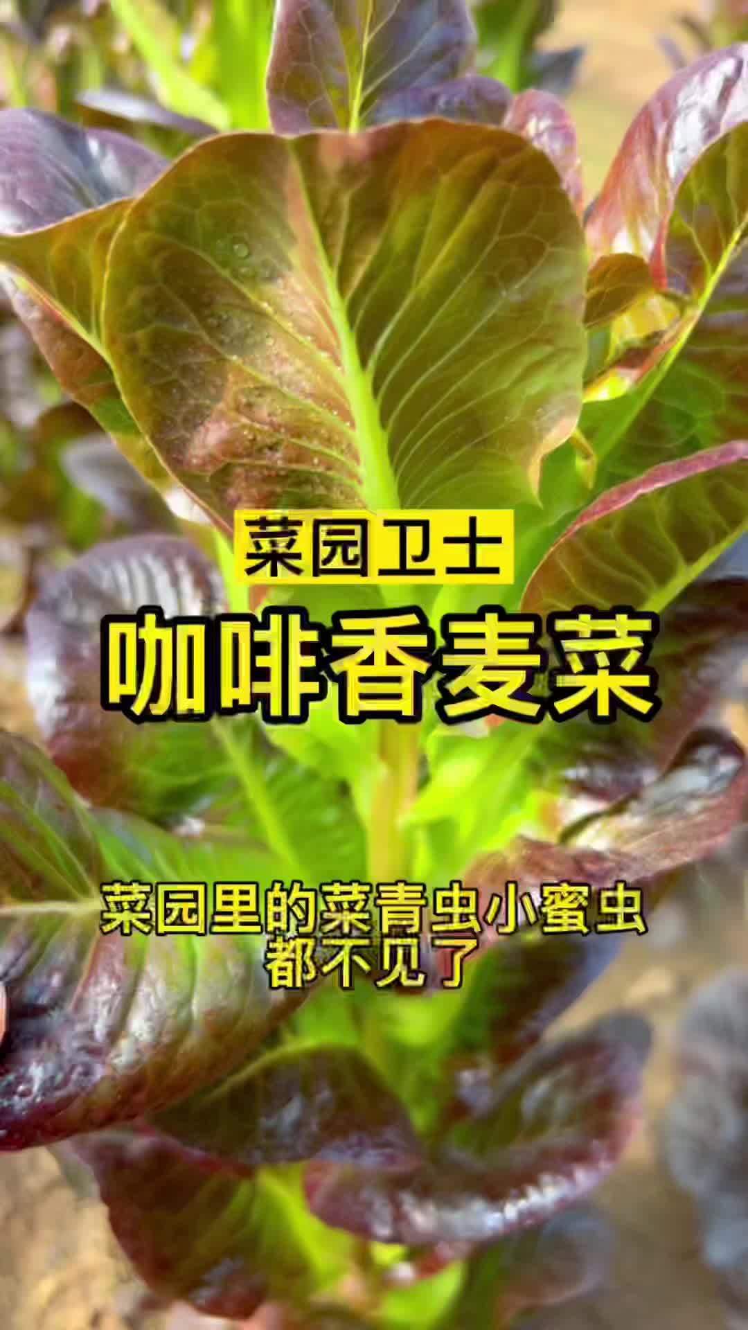 自从种上这个咖啡香麦菜,菜园里的菜青虫和小蜜虫都不见了