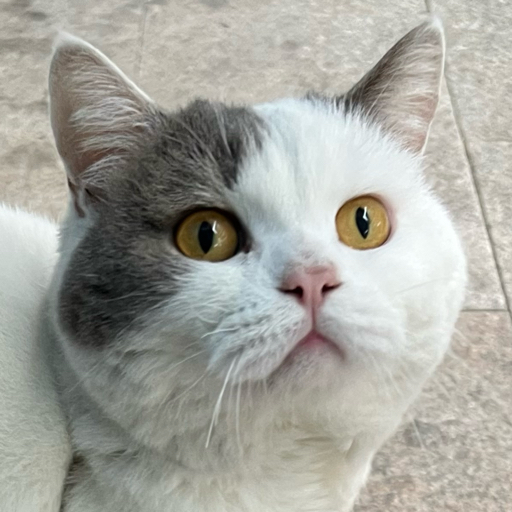 茶衣饭足势如破竹 