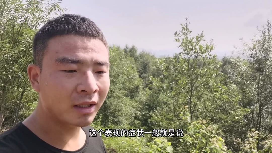 小伙放山上的羊出现了意外,母羊意外中毒,中毒症状看这几点