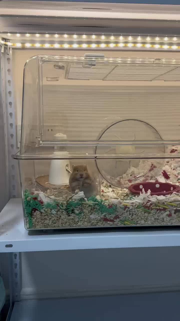 会定点上厕所的小仓鼠真的是太酷啦