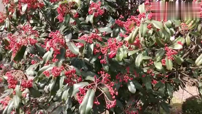 上海谁认识冬天结果果是什树么