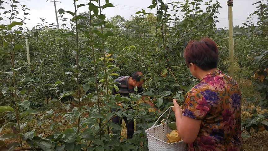 带爸妈来梨园摘梨子,梨皮薄多汁脆甜