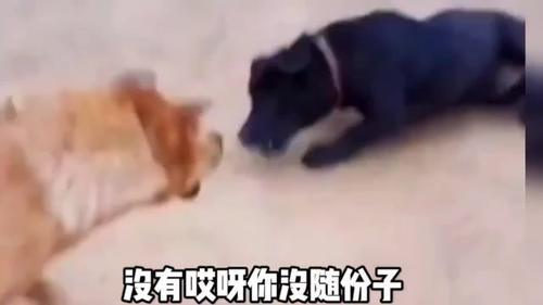 打针我就不怕疼,不能输了气质