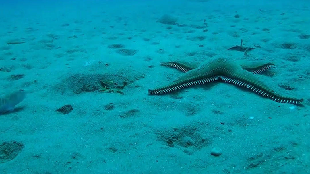 海星到底是以什么方式在海底行走呢?它的脚可能比千足虫还要多!