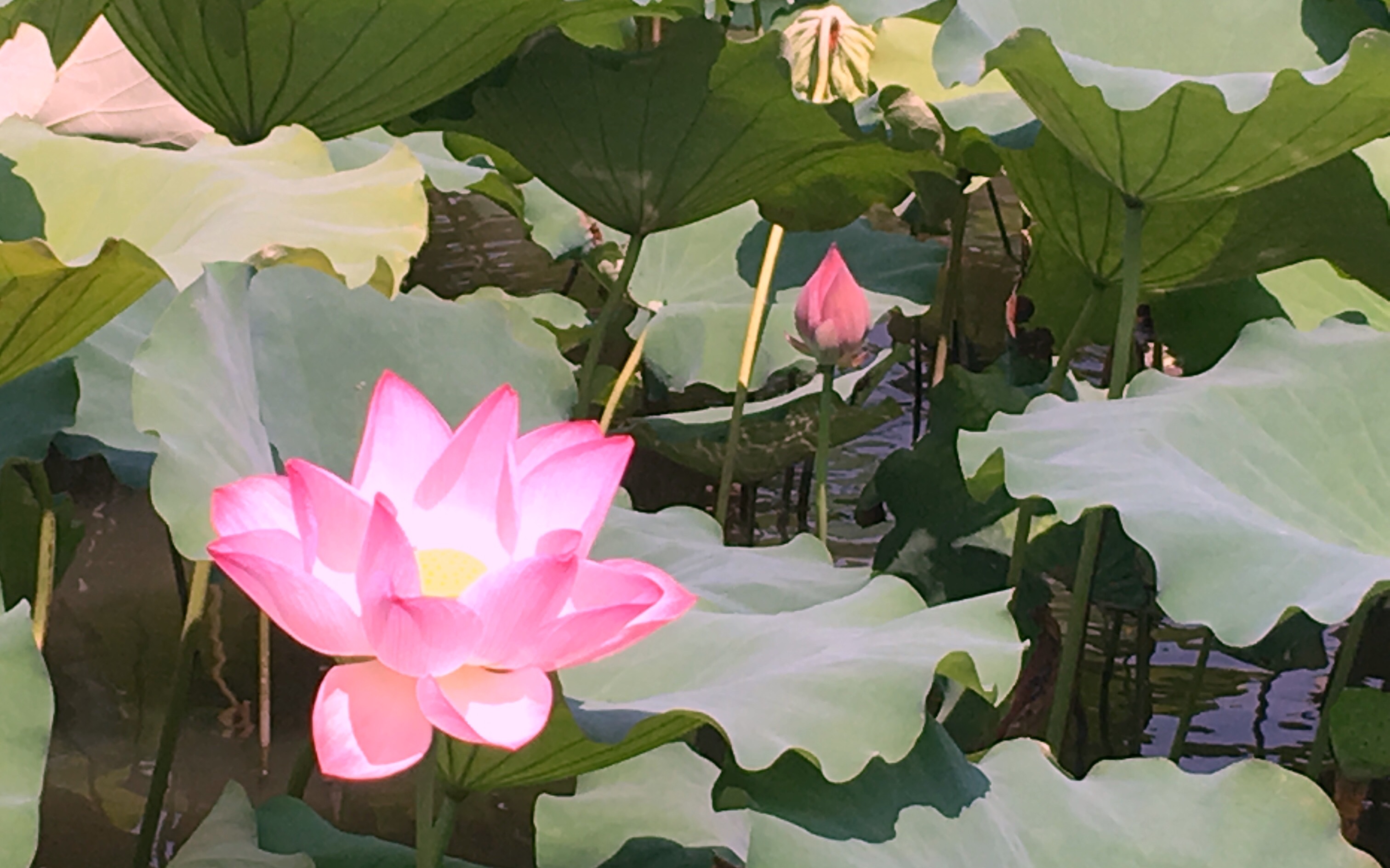 二十四节气之芒种