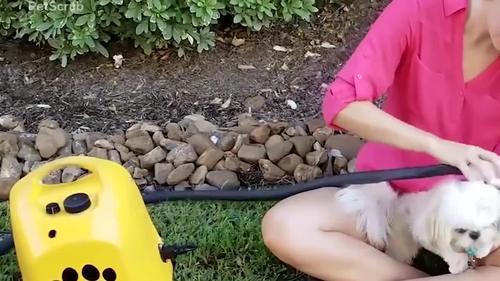 宠物狗洗澡太麻烦?土豪家的狗狗已用干洗沐浴器,感觉省心!